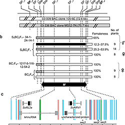 Physical map of the M locus.