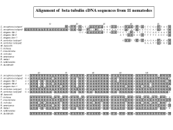 Figure S1 - Assays to Detect β-Tubulin Codon 200 Polymorphism in ...