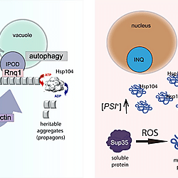 Protein sequestration is a key antioxidant defence mechanism that ...