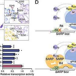 Interactions of SARP with RNAP αCTD.
