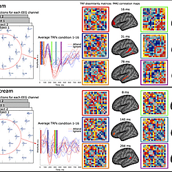 Schematic illustration of TRF-fMRI fusion and results.