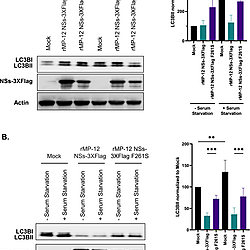 NSs reduces LC3BII through the F261 within the NSs4 LIR motif.