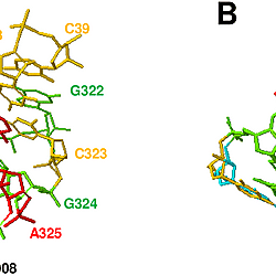 A structural model with exact same sequence as L6 and its superposition ...