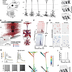 Biophysically detailed multi-scale model of whisker deflection evoked responses in cortical ...