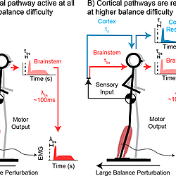 Cortical and subcortical sensory motor loops involved in reactive ...