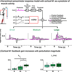 Double loop hierarchical sensorimotor response model (hSRM) using recorded N1 as a predictor of ...
