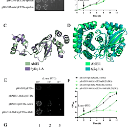 Zeta-epsilon identification and analysis of the Type IV TA system AbiE.