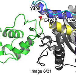 A secondary kink in the Relay helix forms in Path B.