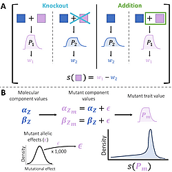 Flowchart describing how selection coefficients and the distribution of ...