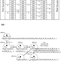 Codon table and illustration of the canonical central dogma using an EPN.