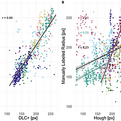 Automatically tracked radii in comparison to manually labeled radii for ...