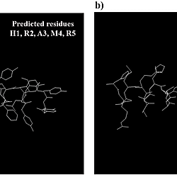 Conformational B-cell epitopes predicted using the ElliPro tool.