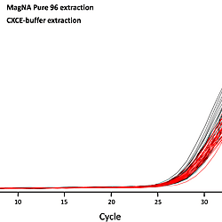 MagNA pure 96 vs. CXCE-buffer extraction.
