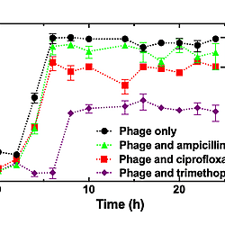 Phage amplification in the presence of sub-inhibitory concentrations of ...