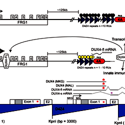 The DUX4 model of FSHD.