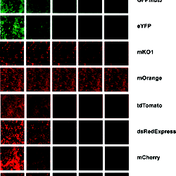 Photobleaching during fluorescence microscopy imaging.