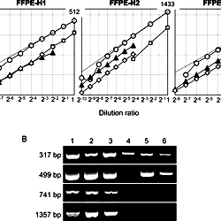 Quantification and qualification of FFPE-DNA.