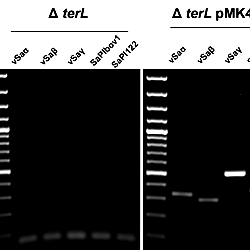 The roles of terminase large subunit (TerL) and intergrase (Int) on ...