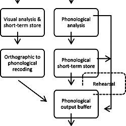 Adapted version of Baddeley’s [24] proposed structure of the ...