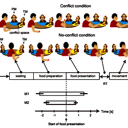 Schematic explanation of the social food-grab task.