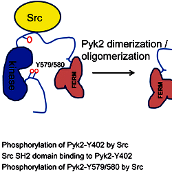 Schematic representation of Pyk2 phosphorylation triggered by Src.