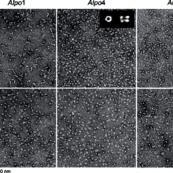 Negative stain electron microscopy.
