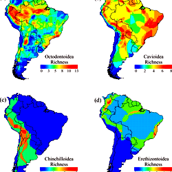 Richness of the four superfamilies of caviomorphs in South America.