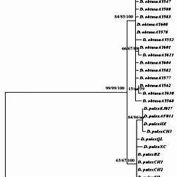 The phylogeny of D. pulex inferred from 18S gene sequences as a ...