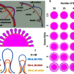 The discrete geometric model.
