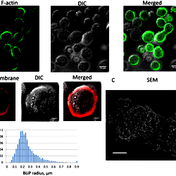 Morphology of rounded cells.