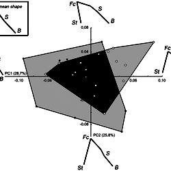 PCA_Pan: Set1 (facial block orientation) in Pan.