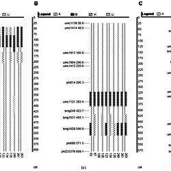 Graphical genotypes of 10 selected family lines in BC2F3 on chromosomes ...