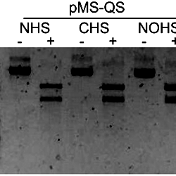Digestion of pRS vectors yield 2 fragments.