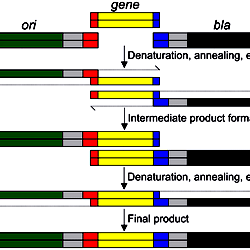 Schematic representation of overlapping PCR methodology.