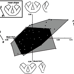 PLS of block 1 (facial block orientation) and 2 (facial shape) in ...