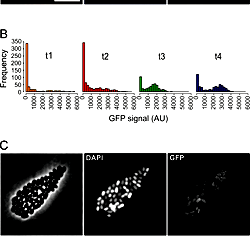 Single cell measurement using DAPI staining and NucTracer.