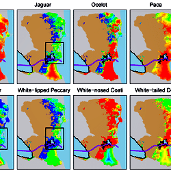 Occupancy maps for all species (model CA1).
