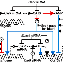 Schematic representation of possible roles of CA IX in regulation of ...