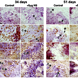 Histochemistry images of distracted mouse tibiae.