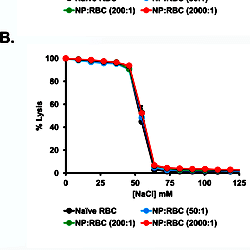 Osmotic fragility of red blood cells with 200nm nanoparticles adsorbed ...