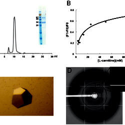 Characterization of CaiT.