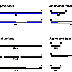 Alignment of MAT1-1-1 (top) and MAT1-2-1 (bottom) transcript variants ...