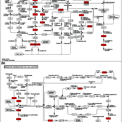 Reference pathway of benzoate degradation.