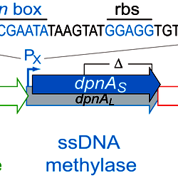 Organization of the dpnII locus.