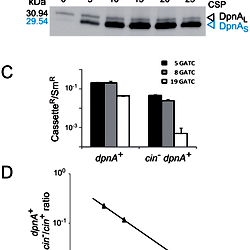 Induction of dpnA during competence is critical to ensure full ...