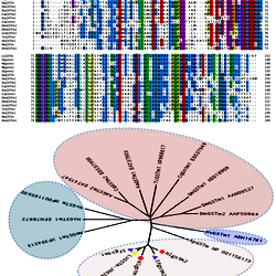 Phylogenetic relationships and amino acid comparison of microsomal GST ...