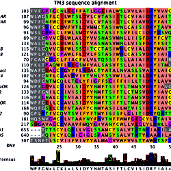 TM 3 sequence alignment for the 25 crystal structures.