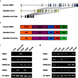 Structure and expression of dnm2 and dnm2-like.