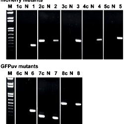 Clonal isolation of the E. chaffeensis mCherry and GFP mutants.