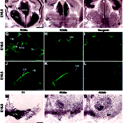Differential expression of RGMs and Neogenin in the habenula and its ...
